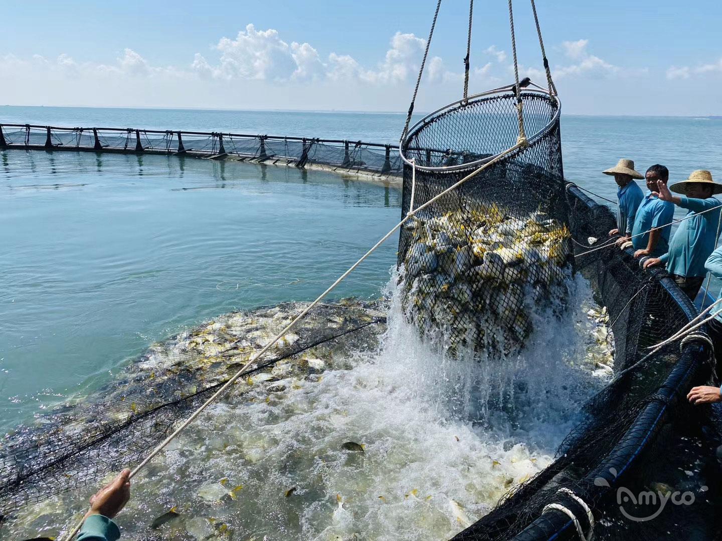 Golden Pompano|Pomfret | Amyco-Tilapia Producer, China Tilapia, Frozen ...