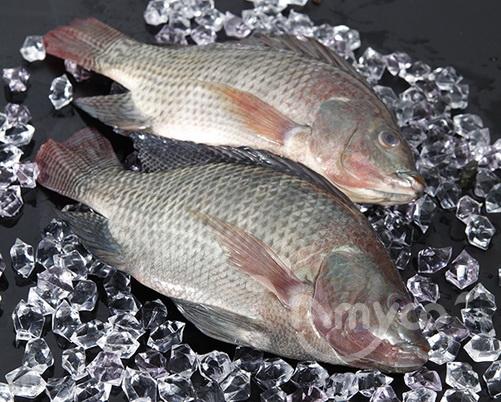 Fish Buying Guide : 8 Essential Criteria to Judge the Freshness of a Fish